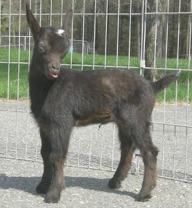 Fairlea Farm does