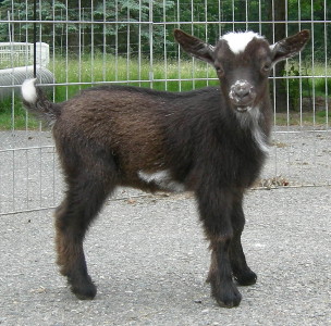 Fairlea Farm does