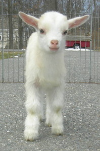 Fairlea Farm does