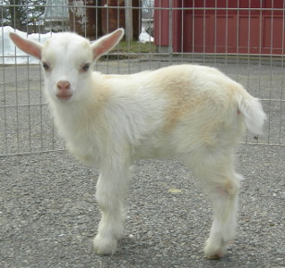Fairlea Farm does