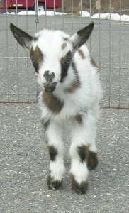 Fairlea Farm does
