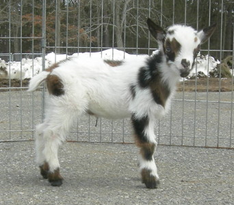 Fairlea Farm does