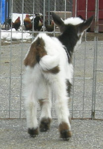 Fairlea Farm does