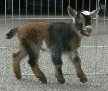 Fairlea Farm does