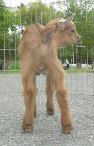 Fairlea Farm does