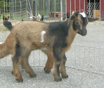 Fairlea Farm does