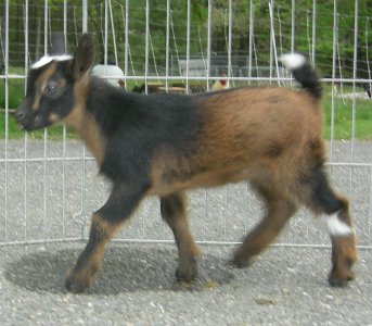 Fairlea Farm does