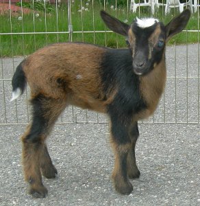 Fairlea Farm does