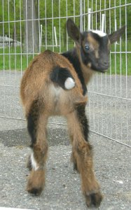 Fairlea Farm does