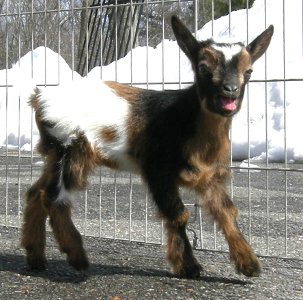 Fairlea Farm does
