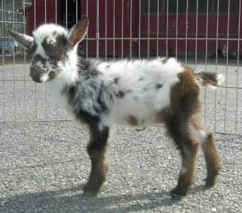 Fairlea Farm does