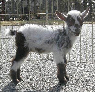 Fairlea Farm does